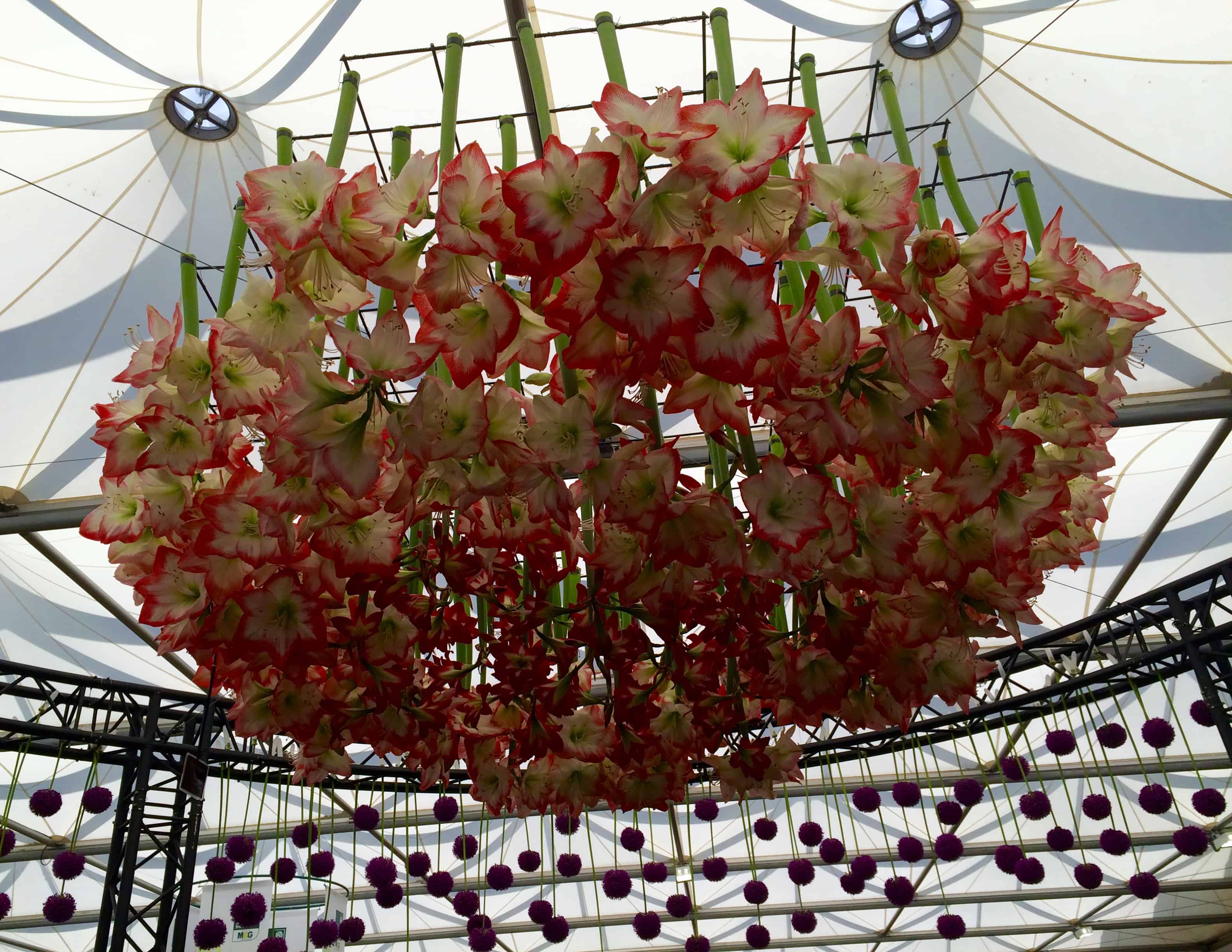 Chelsea Flower Show 2015