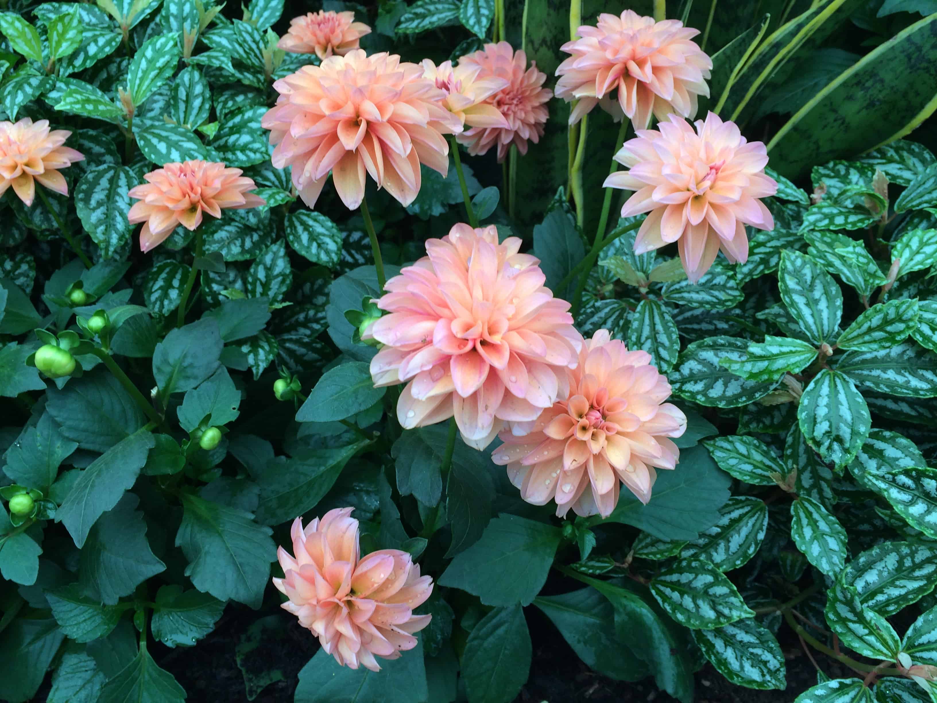 Chelsea Flower Show 2015